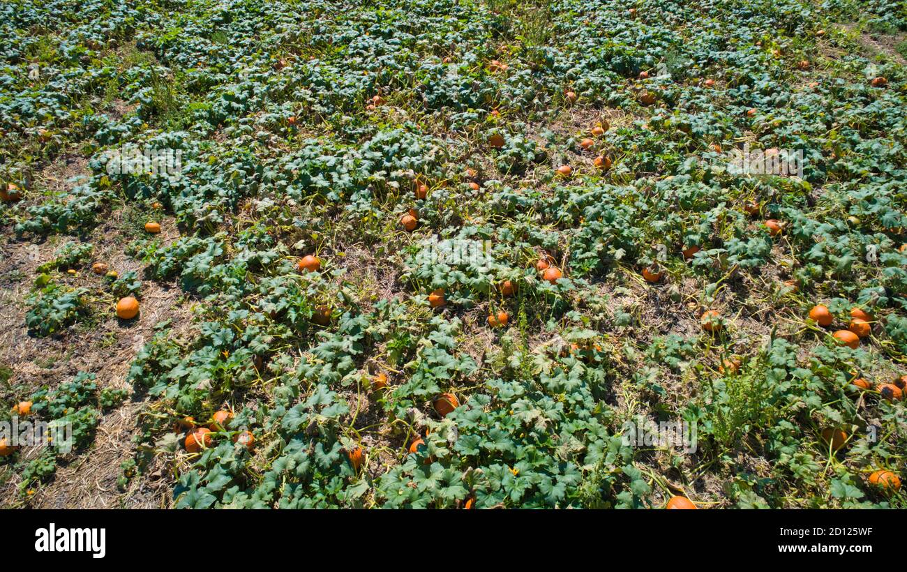 Vegetable patch and aerial hi-res stock photography and images - Alamy