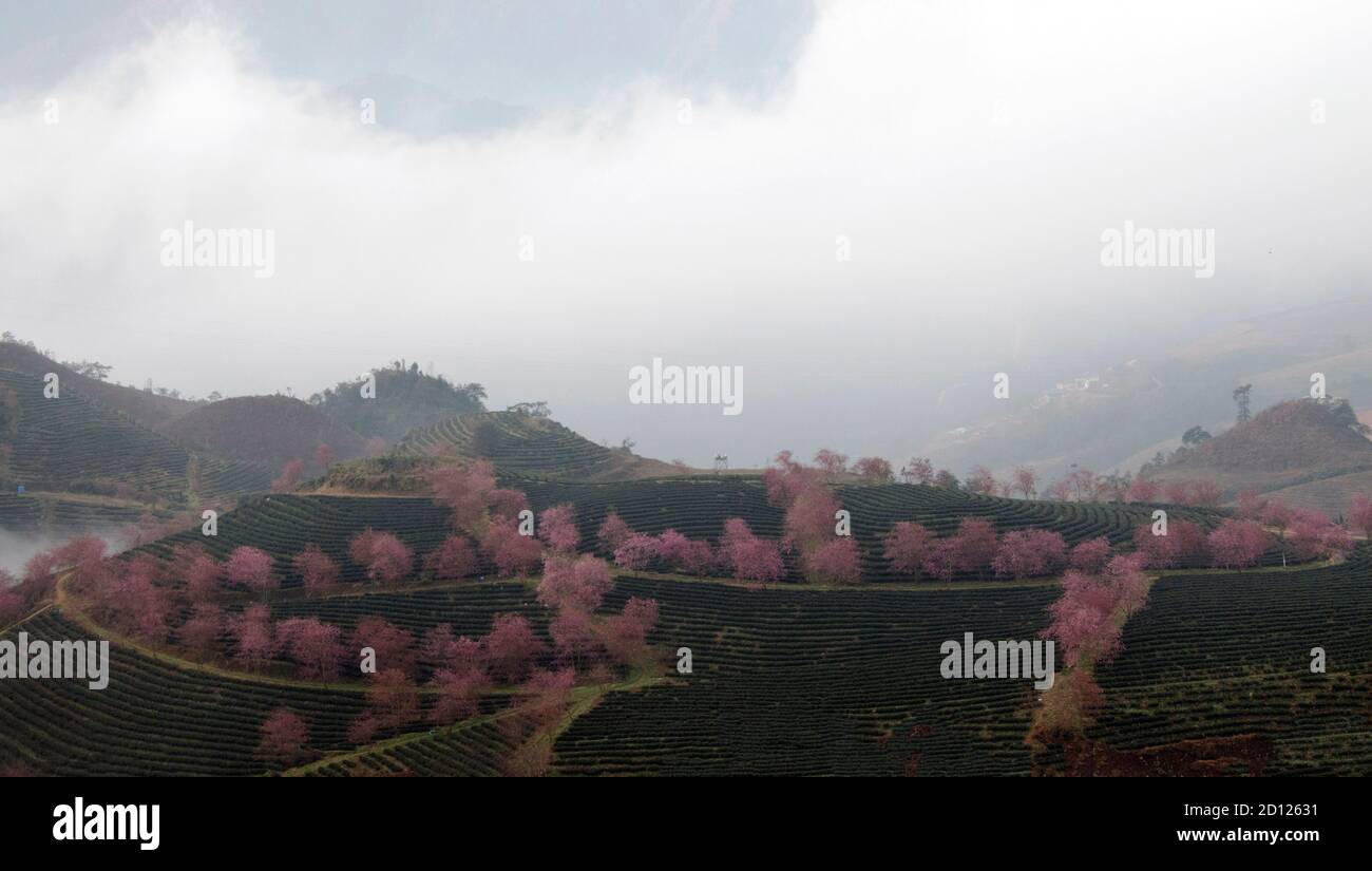 Oolong tea hill hi-res stock photography and images - Alamy