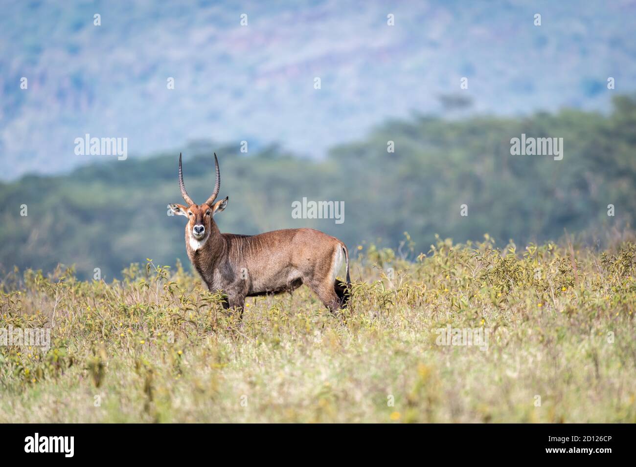 Common waterbuck (Kobus ellipsiprymnus) in Kenya, Africa Stock Photo ...