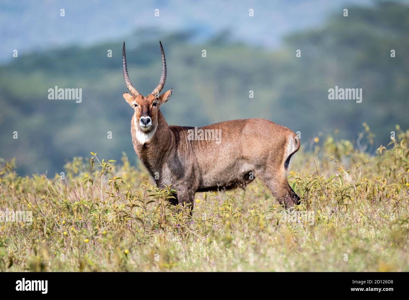 Common waterbuck (Kobus ellipsiprymnus) in Kenya, Africa Stock Photo ...