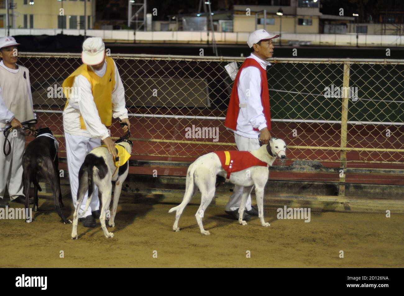 Racing greyhound standing hi-res stock photography and images - Alamy