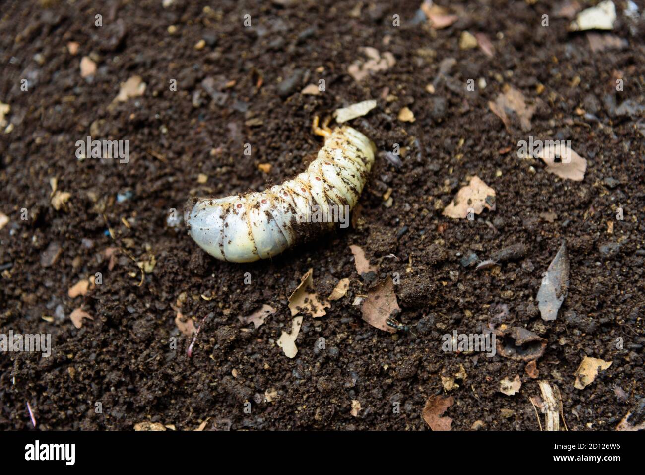 Closeup to Coconut beetle worm Stock Photo - Alamy