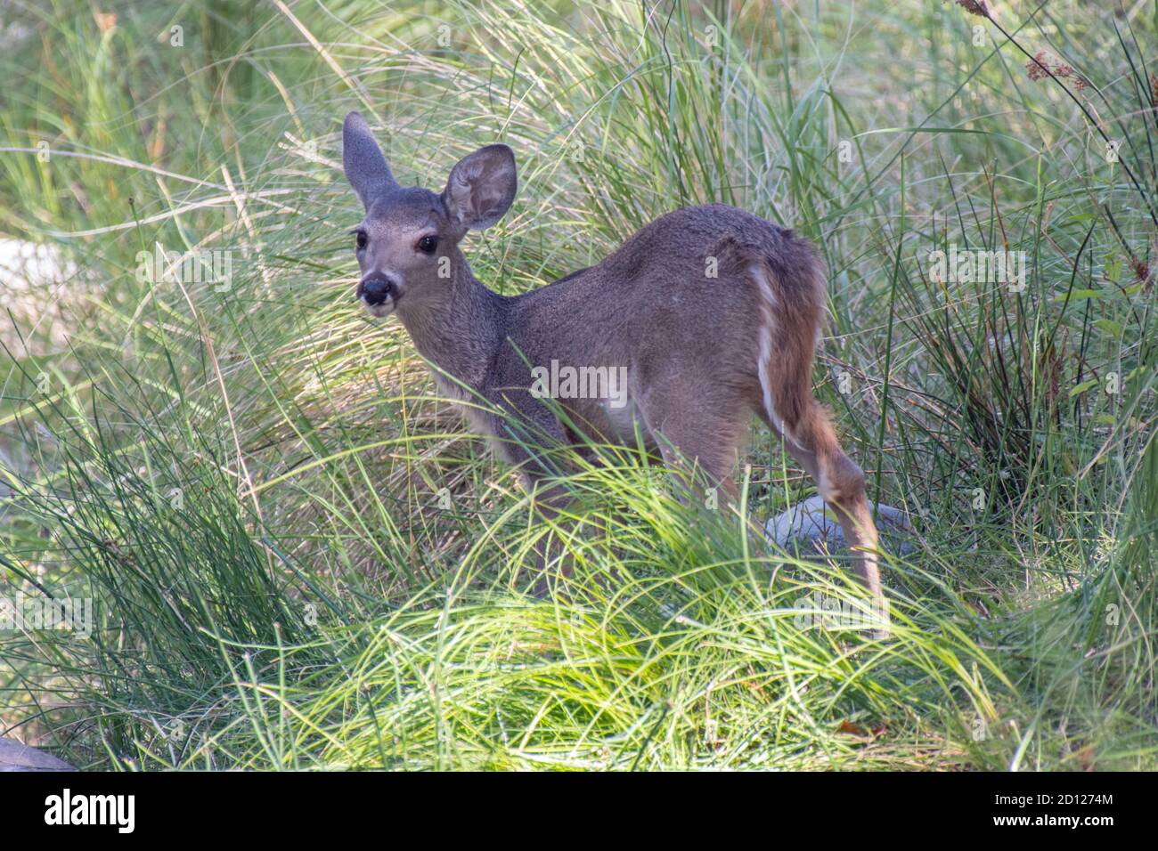 Arizona White Tailed Deer Arizona White Tailed Deer High Resolution ...