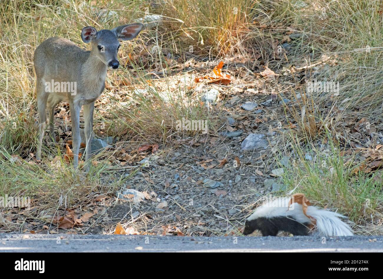 A White-tailed Deer fawn has a chance encounter with a juvenile skunk ...