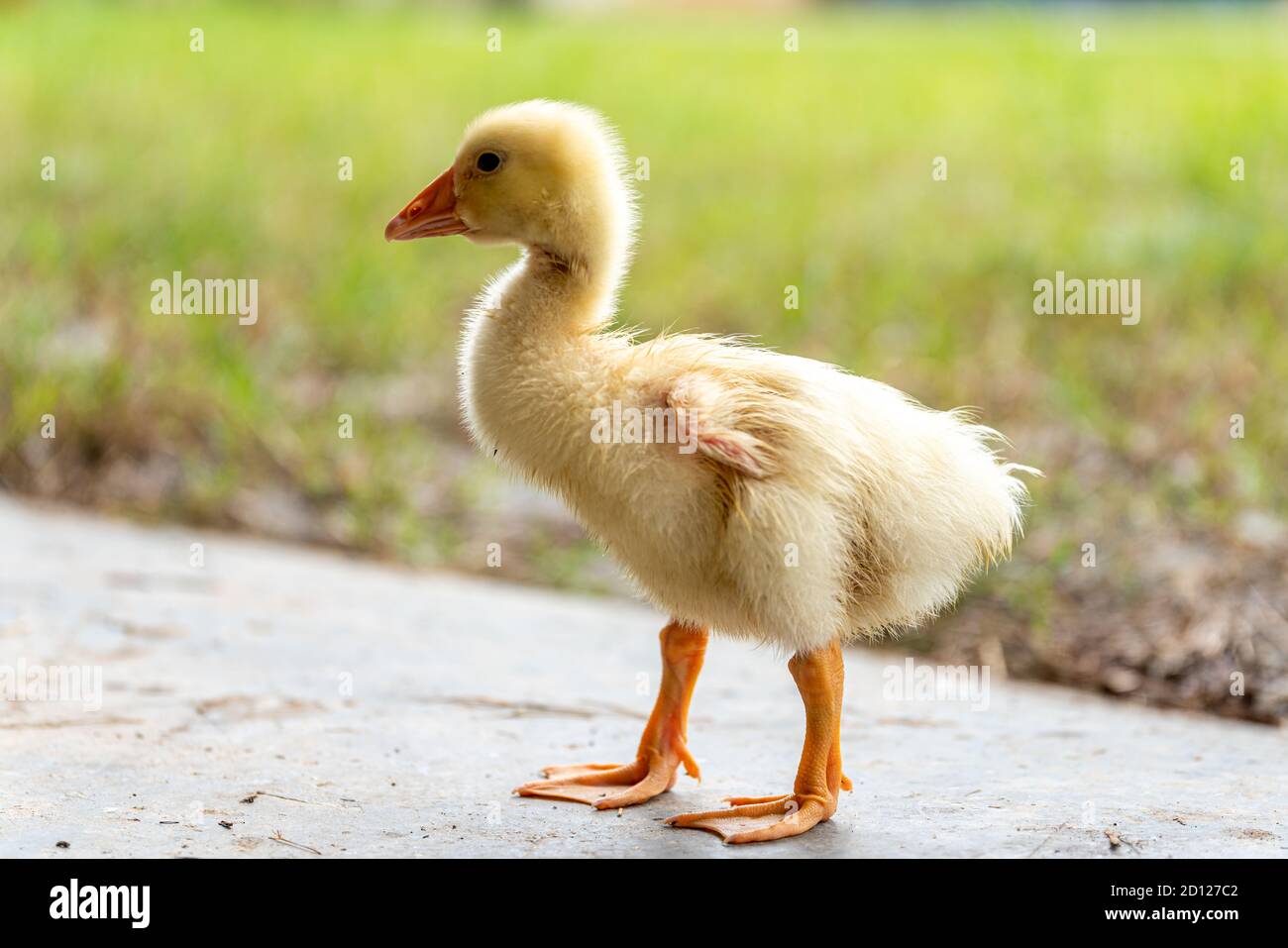 A yellow gosling stand ,side view Stock Photo - Alamy
