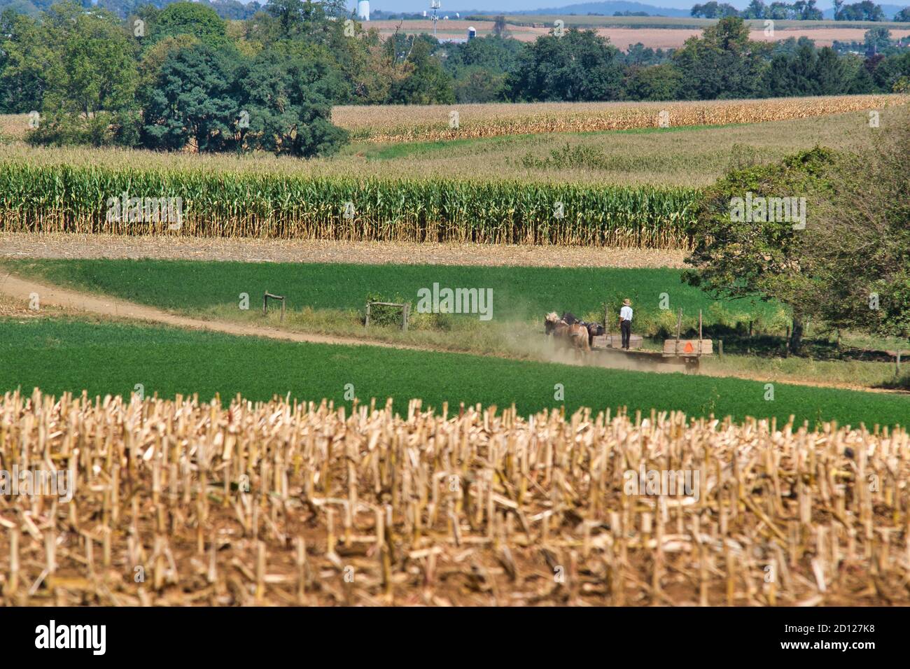 Amish family working together to harvest the corn on a sunny autumn day ...