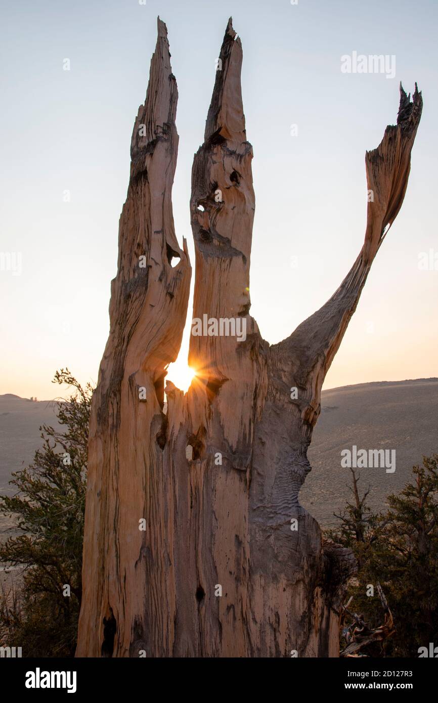Rocky Mountain Bristlecone Pine Tree High Resolution Stock Photography ...