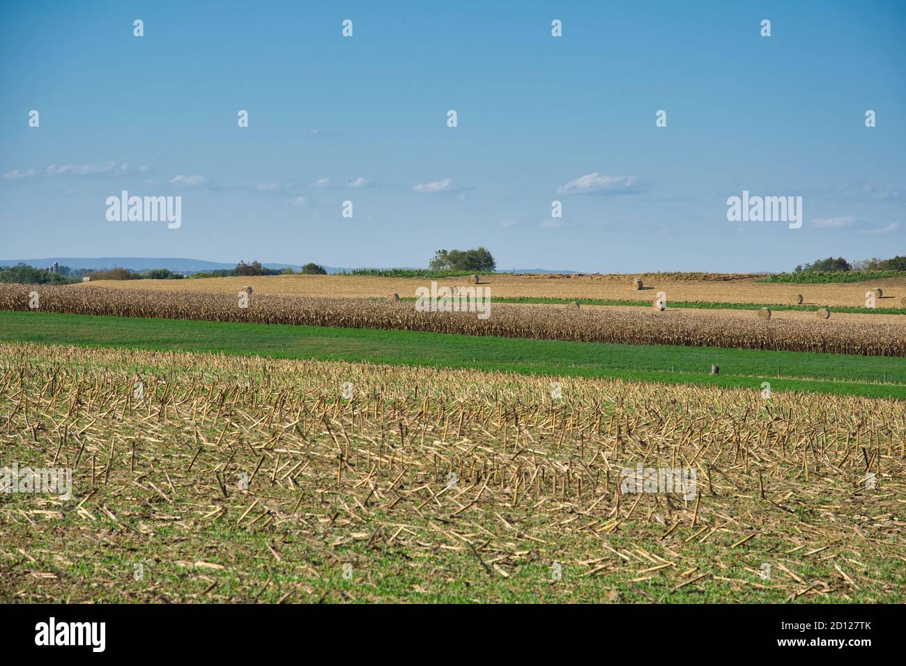 Amish harvesting corn on field hi-res stock photography and images - Alamy