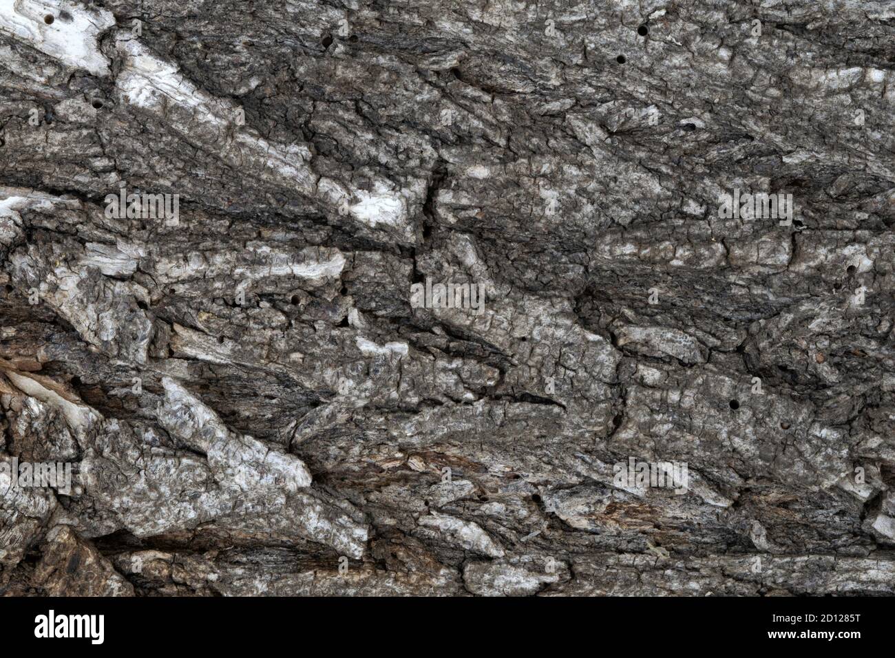 image of a section of old elm bark for a background or texture Stock ...
