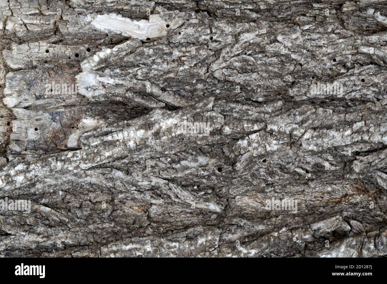image of a section of old elm bark for a background or texture Stock ...