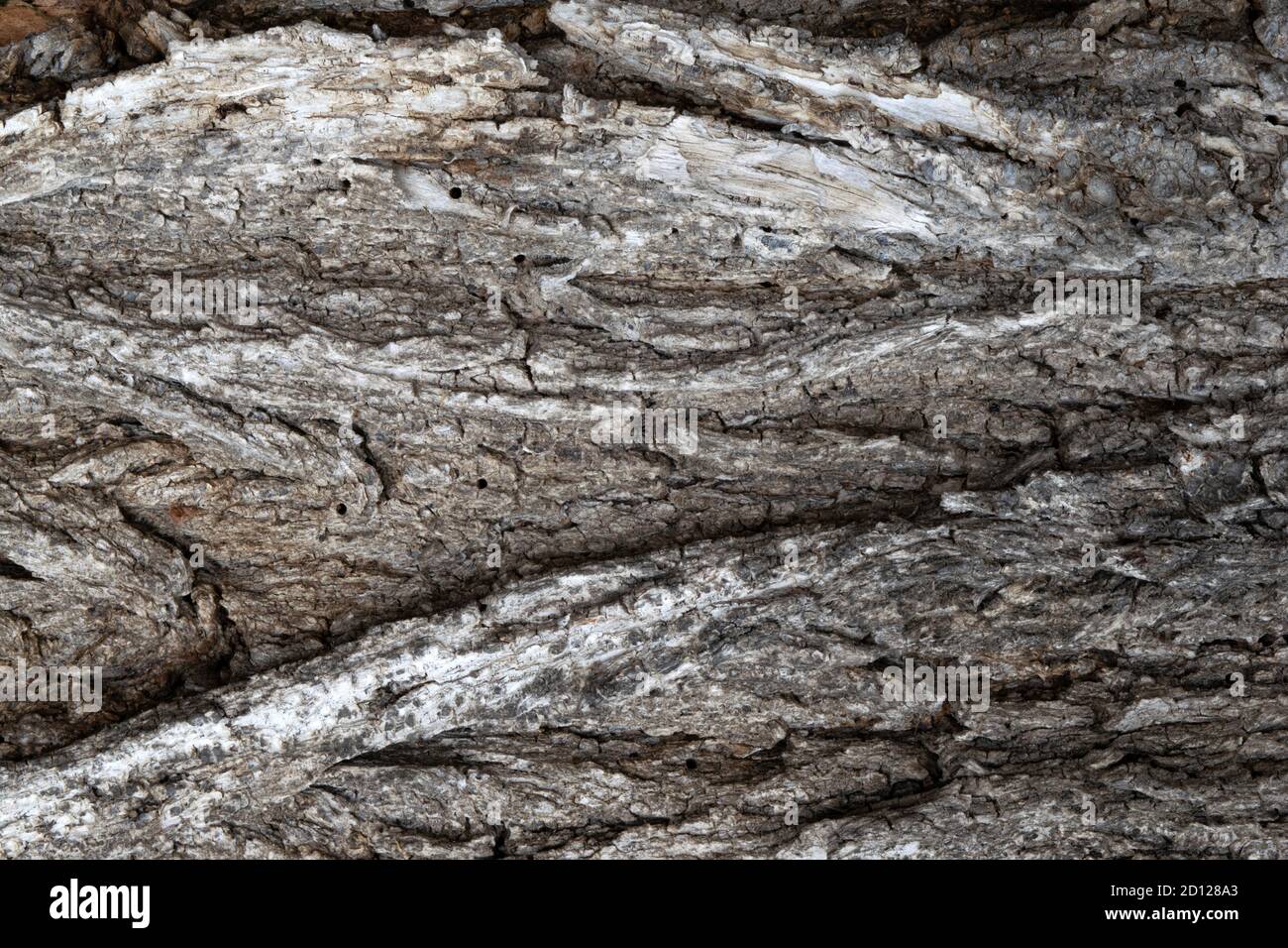 image of a section of old elm bark for a background or texture Stock ...