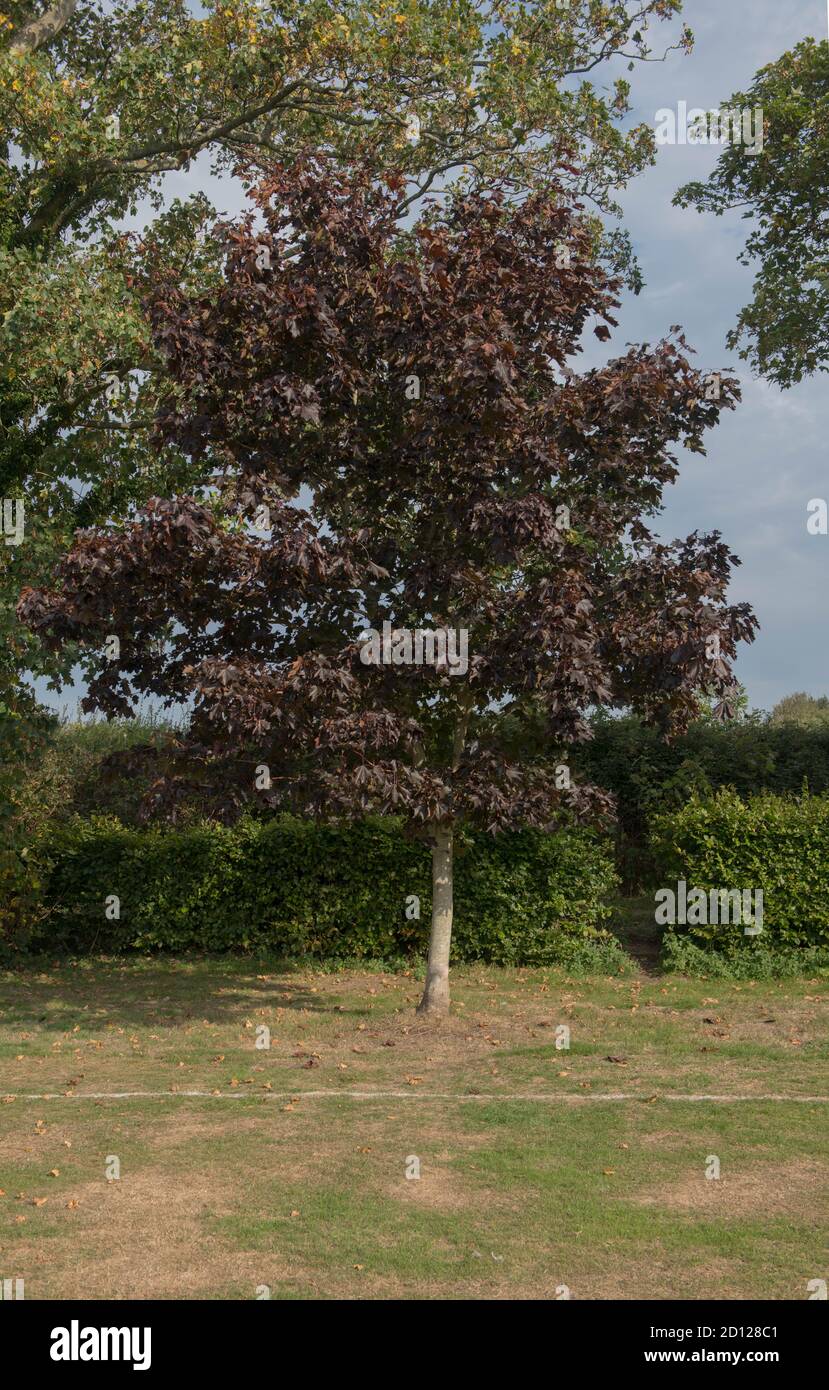 Autumn Foliage of a Field Maple Tree (Acer campestre) Growing in a Park ...