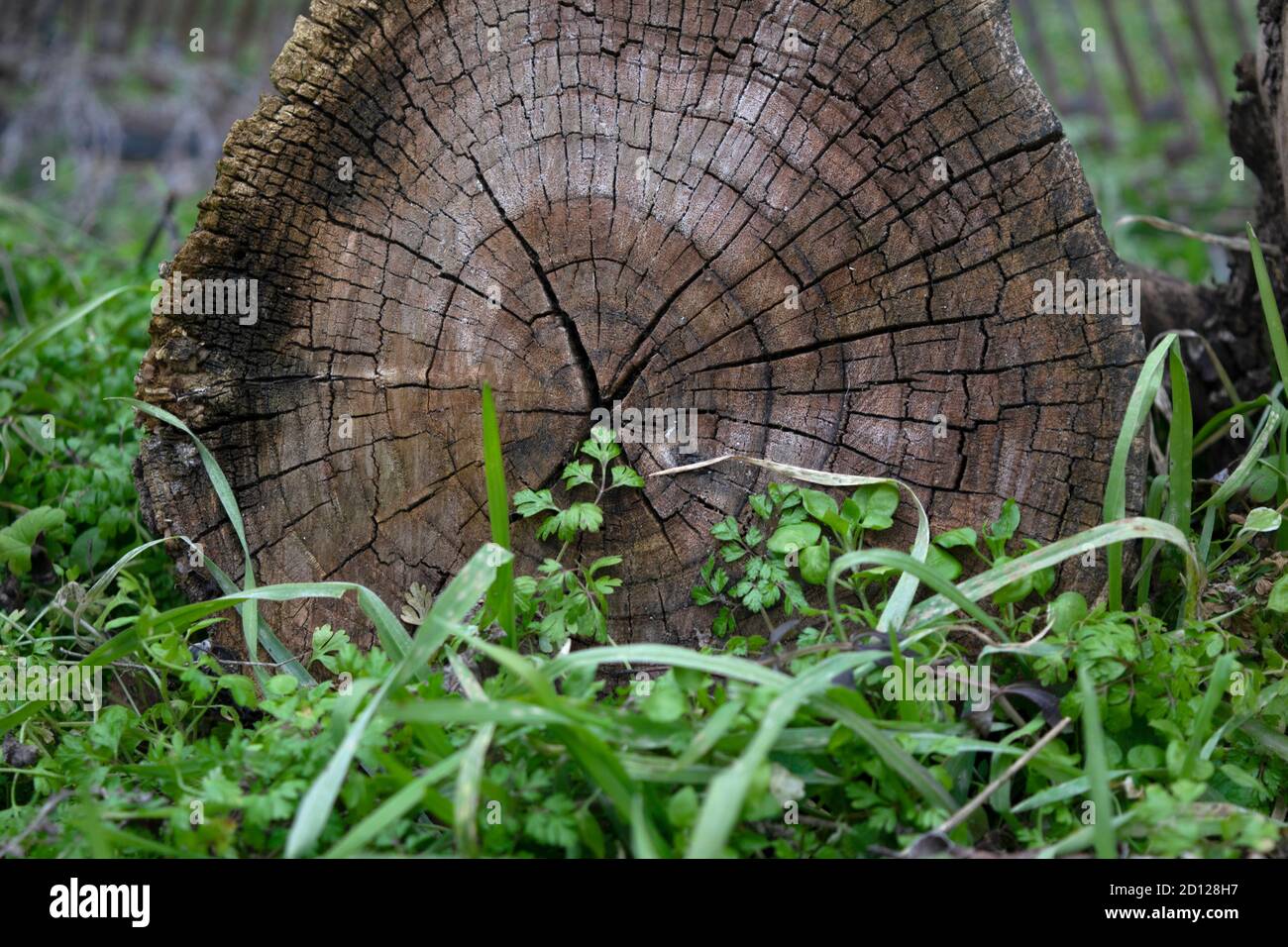 Elm wood log hi-res stock photography and images - Alamy