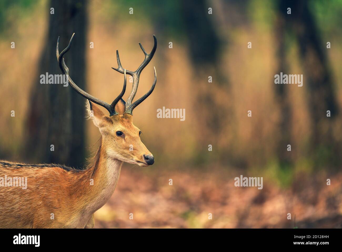 Branderi barasingha hi-res stock photography and images - Alamy