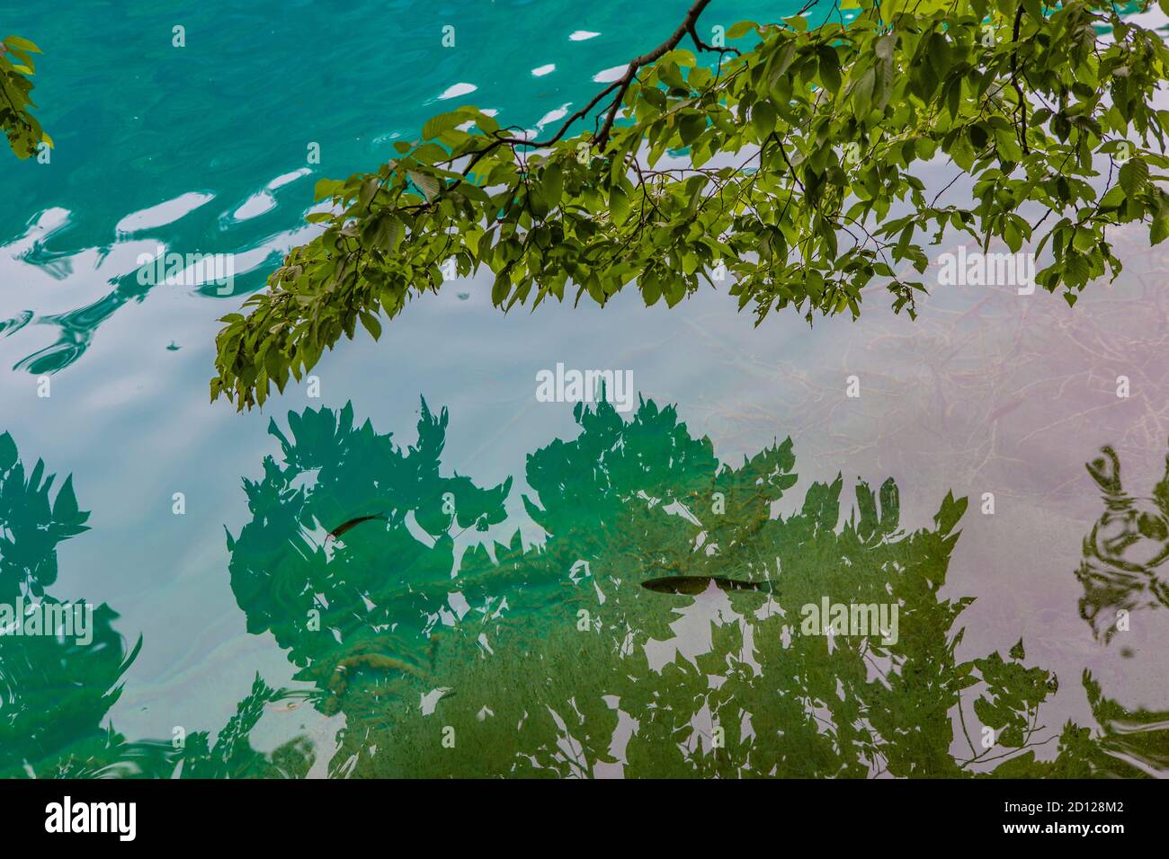 The turquoise color lake in Plitvice Lakes National Park, Croatia Stock ...
