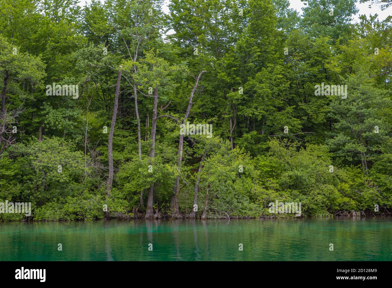 The turquoise color lake in Plitvice Lakes National Park, Croatia Stock ...