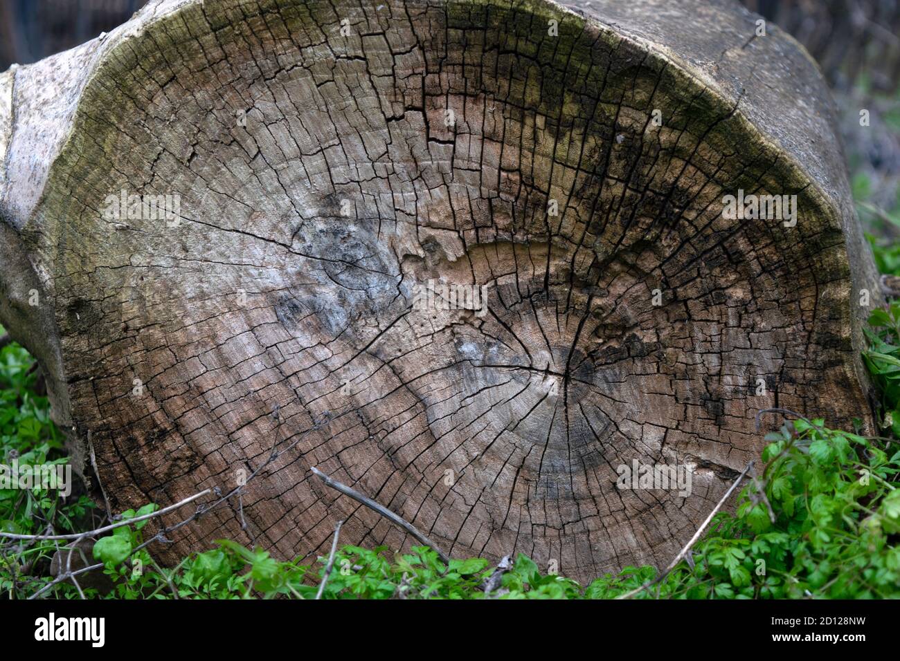 Elm wood log hi-res stock photography and images - Alamy