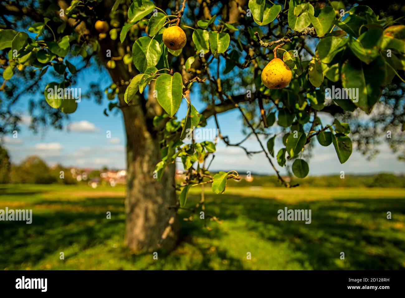 Cider tree hi-res stock photography and images - Alamy