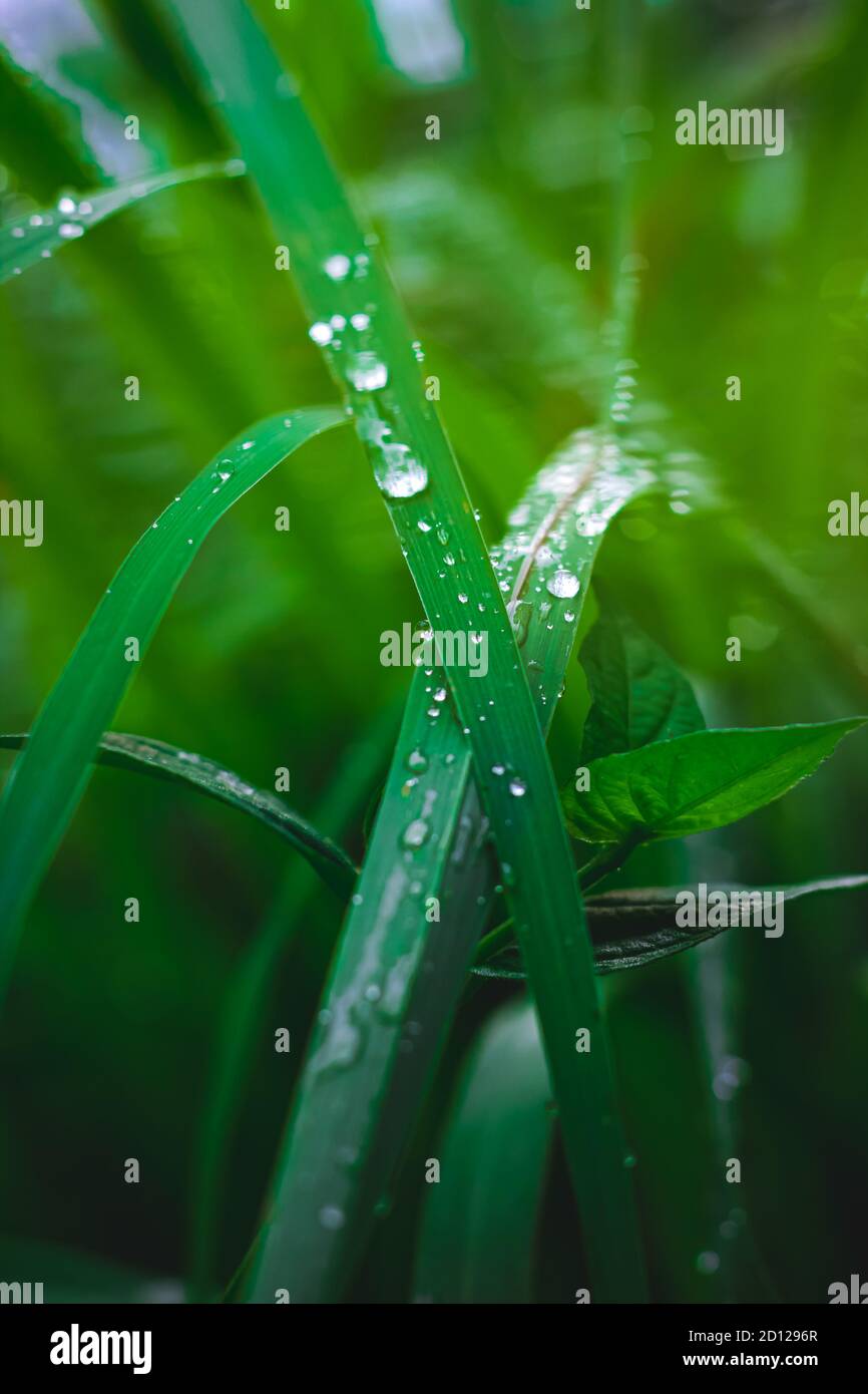 water drops on grass Stock Photo - Alamy