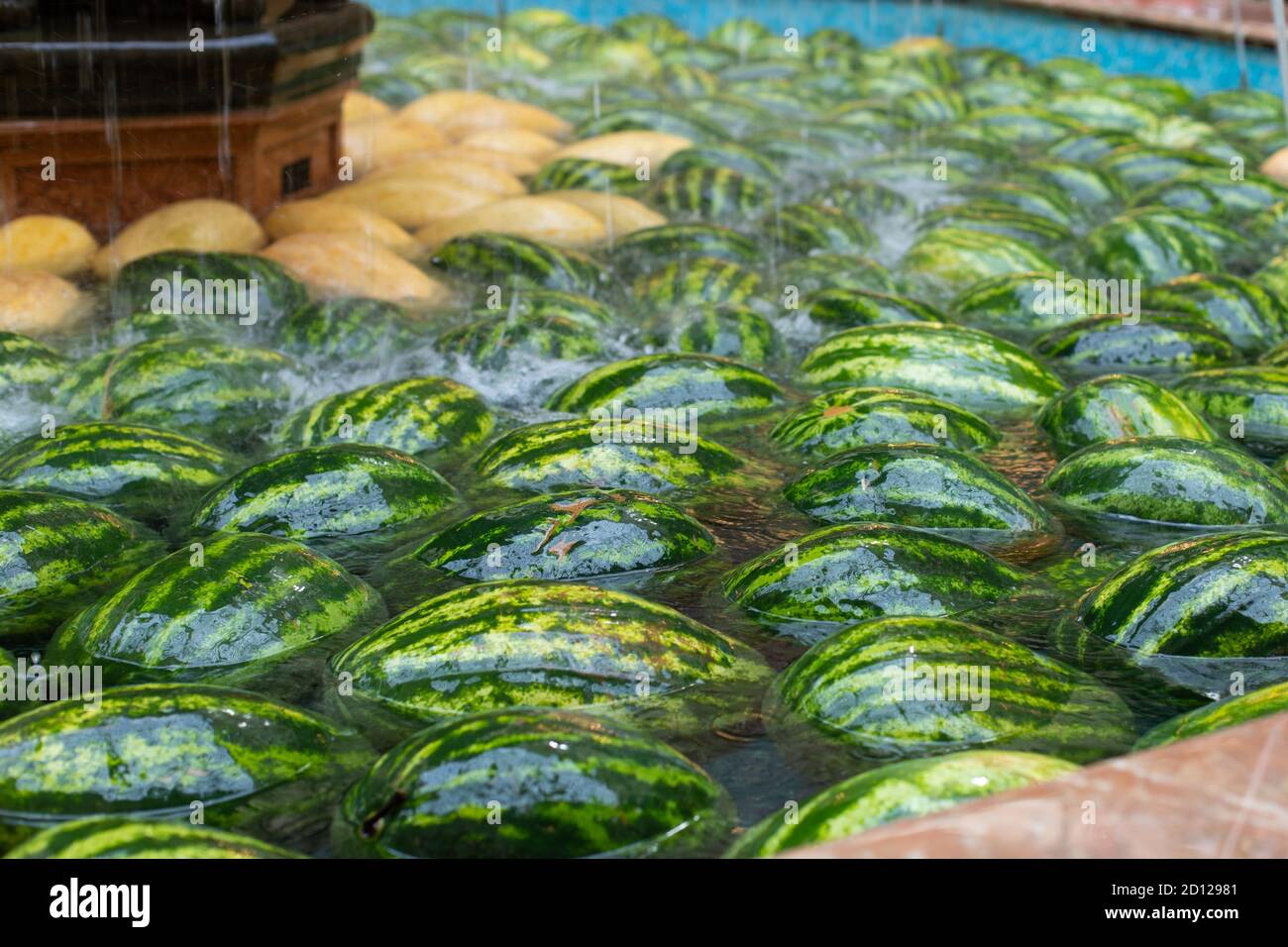 Watermelons and melons floating in a water tank. Harvesting farm gourds ...