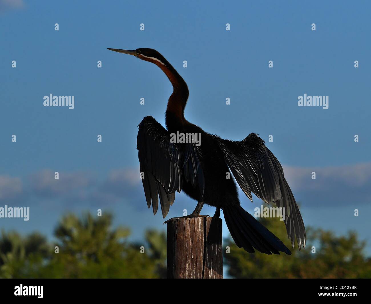 Blue darter hi-res stock photography and images - Alamy