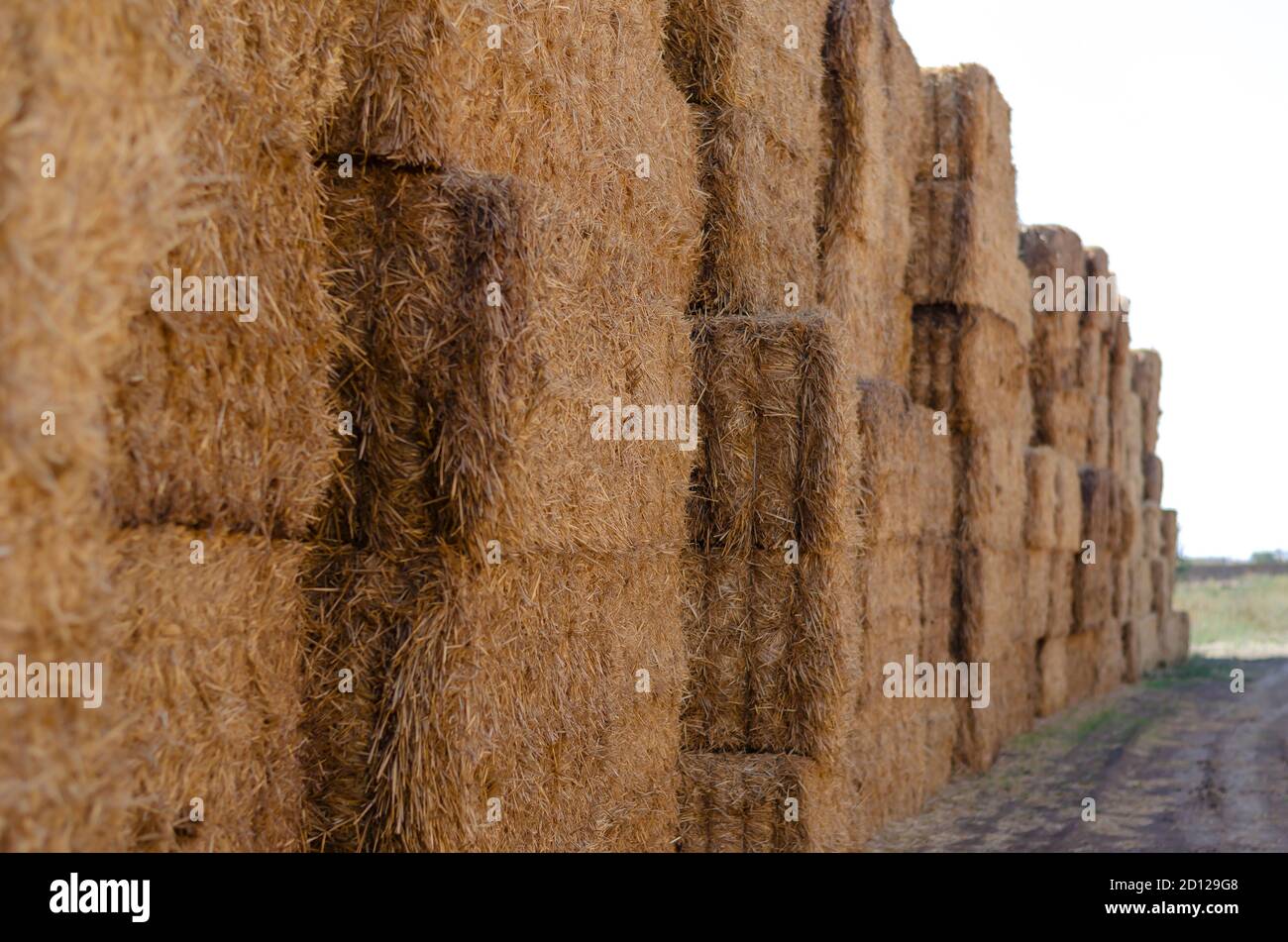 Rectangular stacks of dry hay in an open-air field. Storage of dry ...