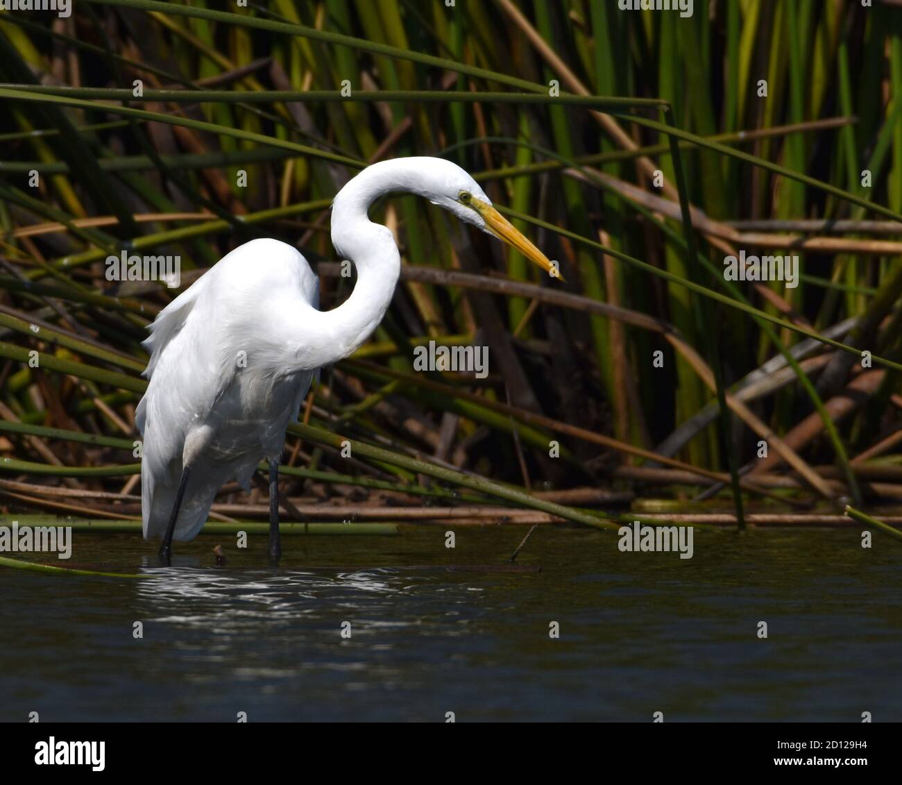 A great egret (Ardea alba) hunts along the reeds at the edge of Struve ...