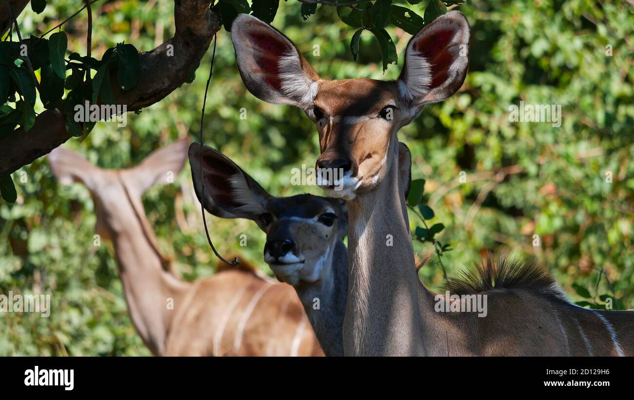Kudu under tree hi-res stock photography and images - Alamy