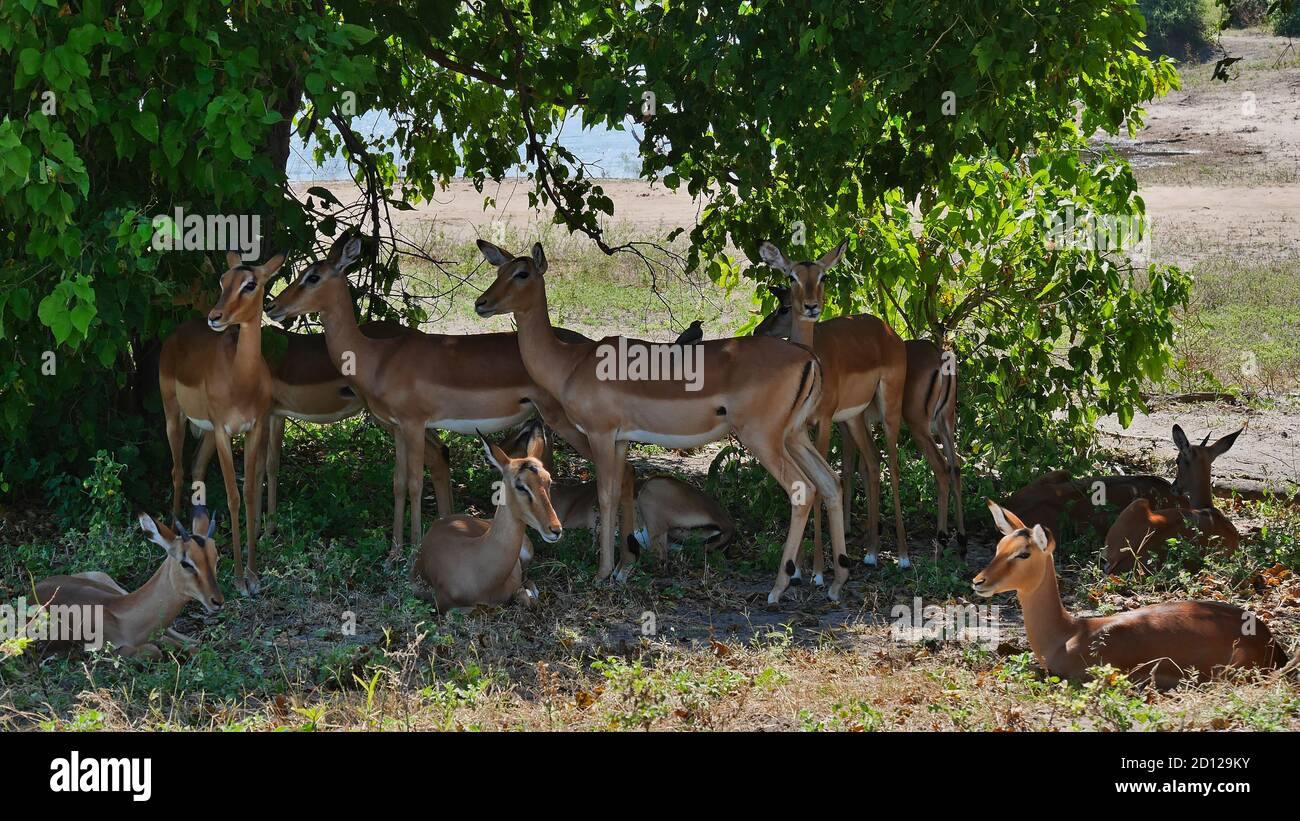 Black face impala hi-res stock photography and images - Alamy
