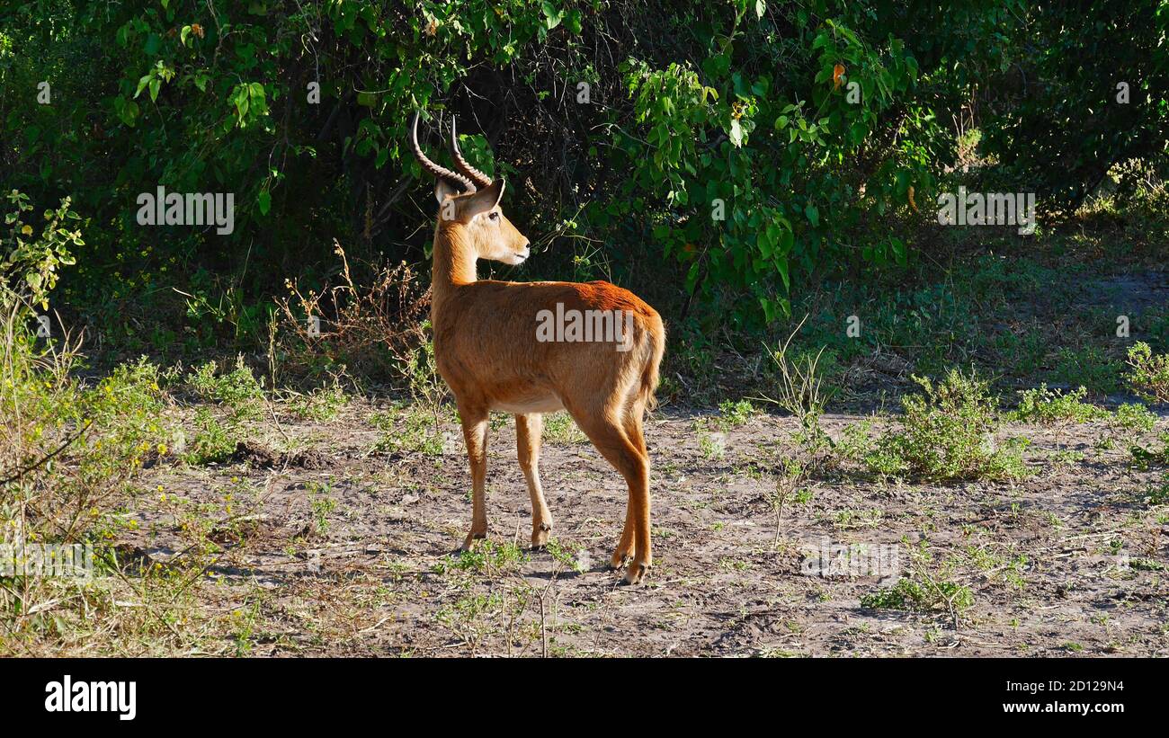 Animal puku wildlife hi-res stock photography and images - Alamy