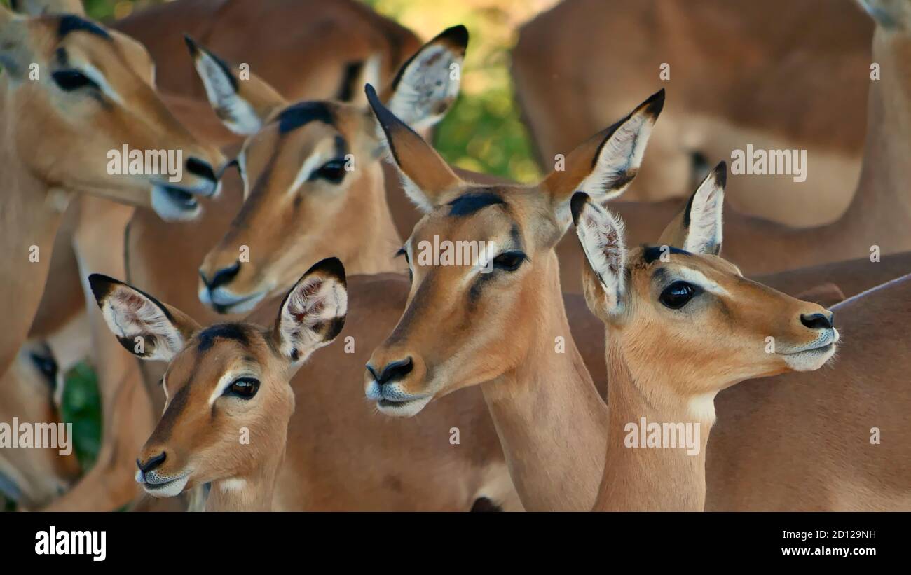Black face impala hi-res stock photography and images - Alamy