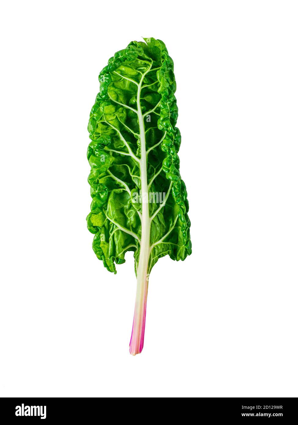 One swiss chard leaf isolated on white background. Fresh swiss rainbow ...