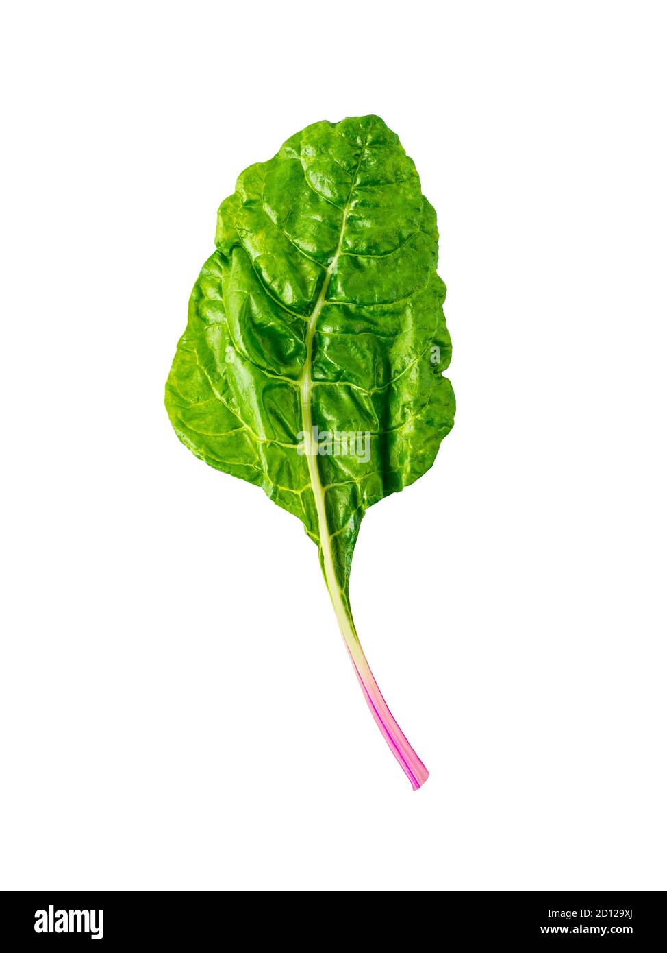 One swiss chard leaf isolated on white background. Fresh swiss rainbow ...
