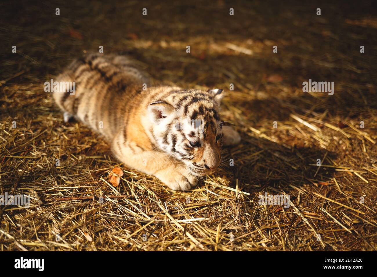 Maltese Tiger Cub Endangered