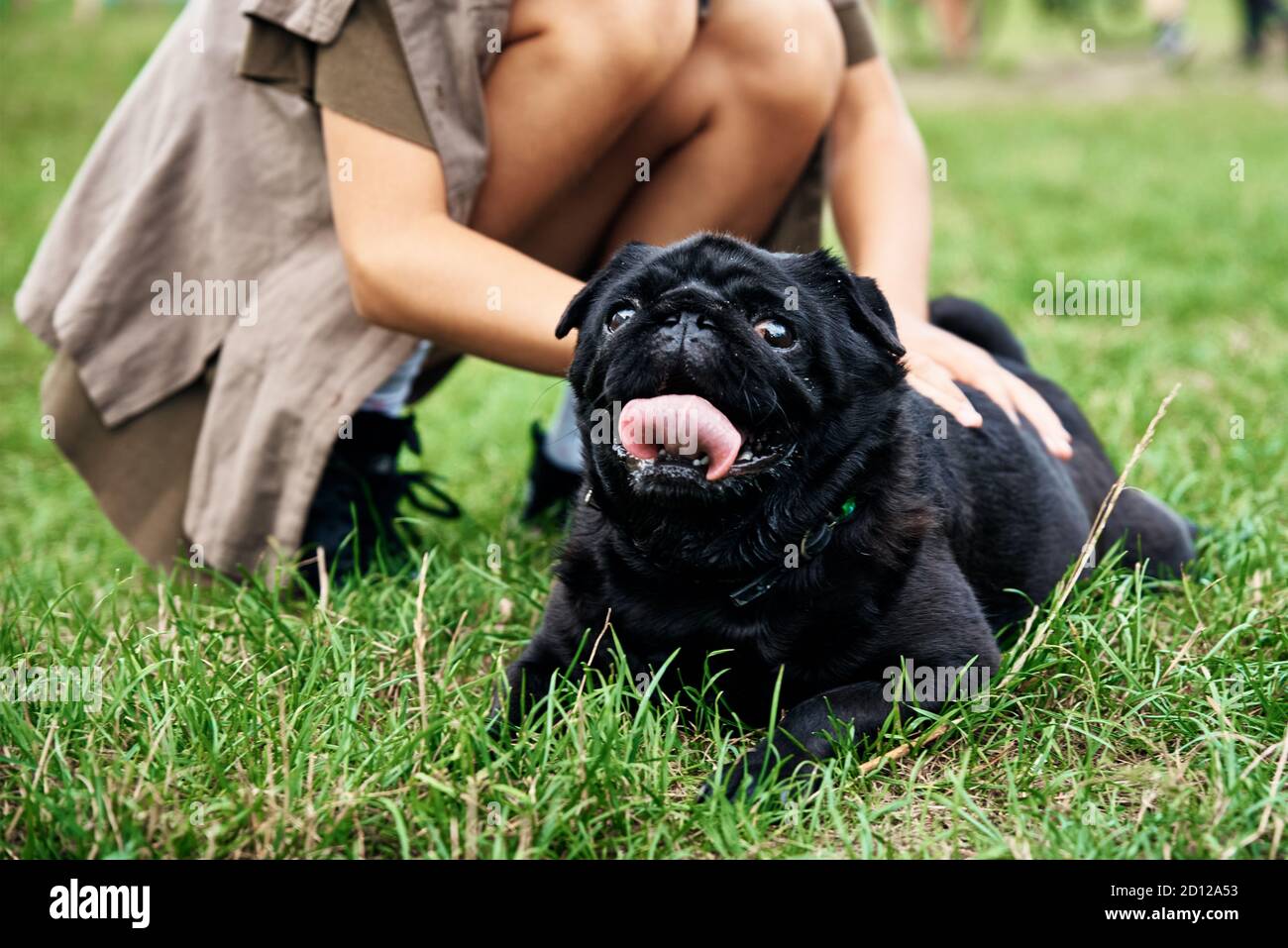 Black pug dog with owner hi-res stock photography and images - Alamy