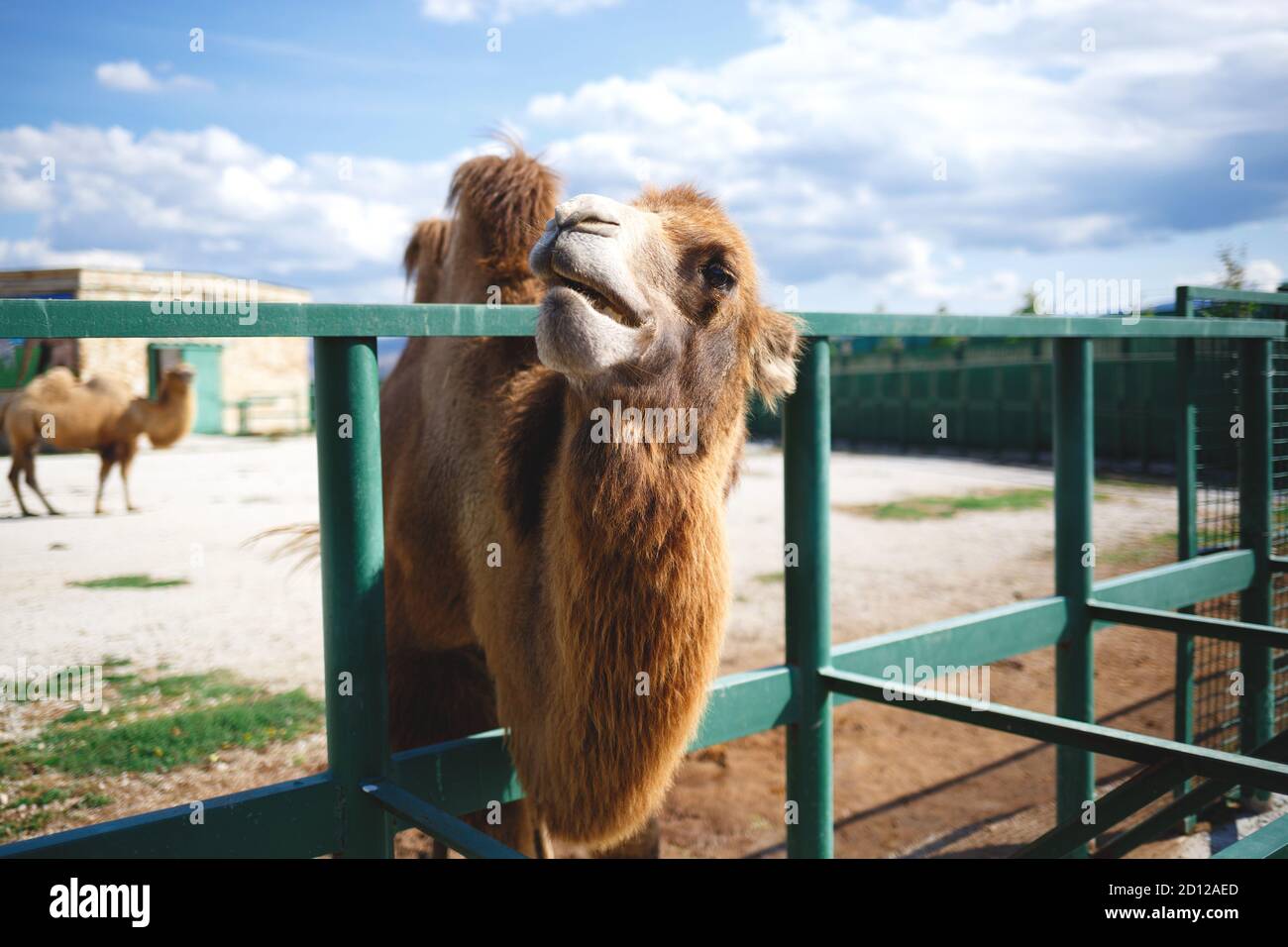Happy camel in zoo hi-res stock photography and images - Alamy