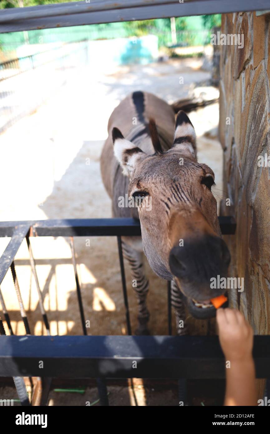 the face of a zebra that eats a carrot from its hand at the zoo Stock ...