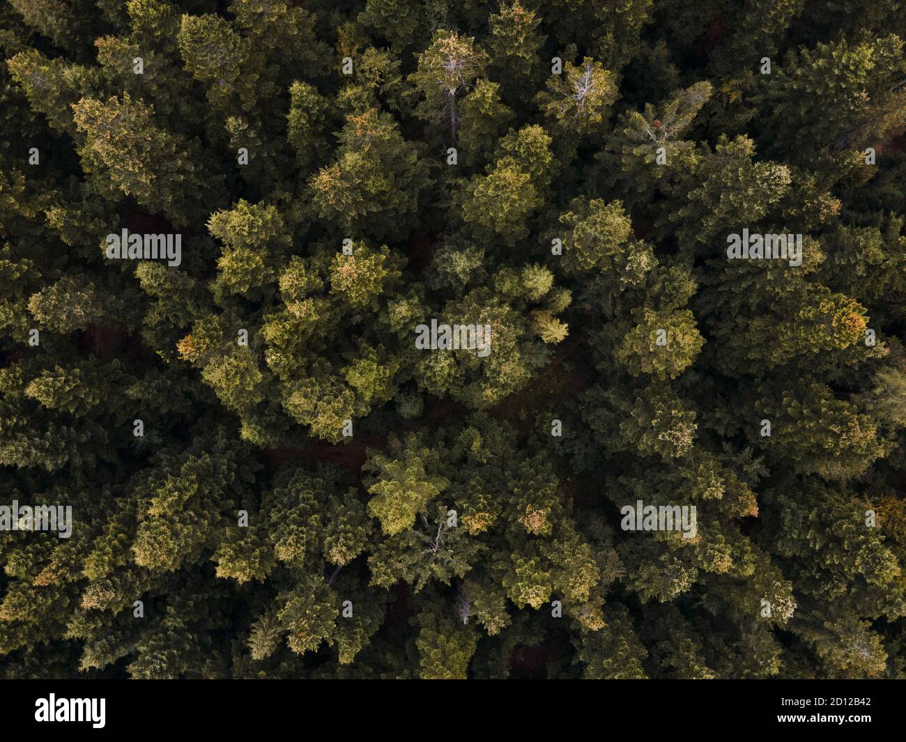 overhead top view of pine tree forest Stock Photo - Alamy