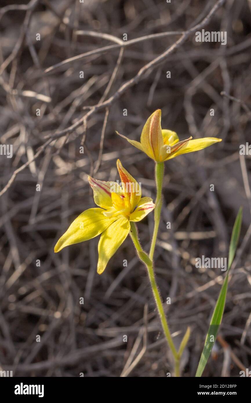 Spider orchid caladenia western australia hi-res stock photography and ...