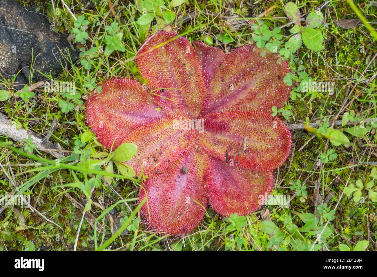 Drosera collina hi-res stock photography and images - Alamy