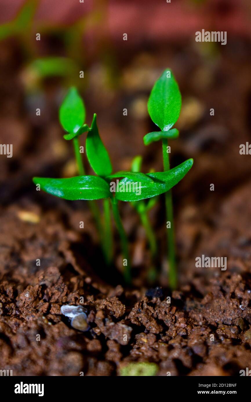 Germinating chilli hi-res stock photography and images - Alamy