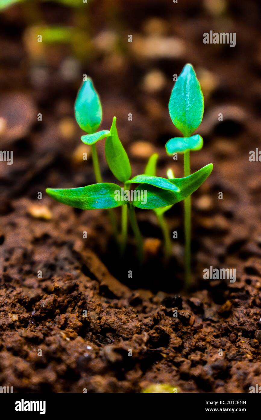 Young plant of chilli in soil humus with green leaves Stock Photo - Alamy