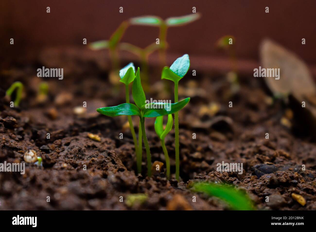Soil humus hi-res stock photography and images - Alamy