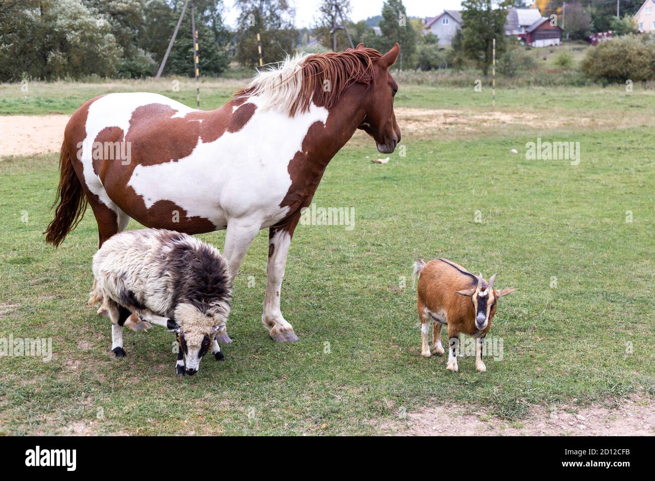 Goat On Horse