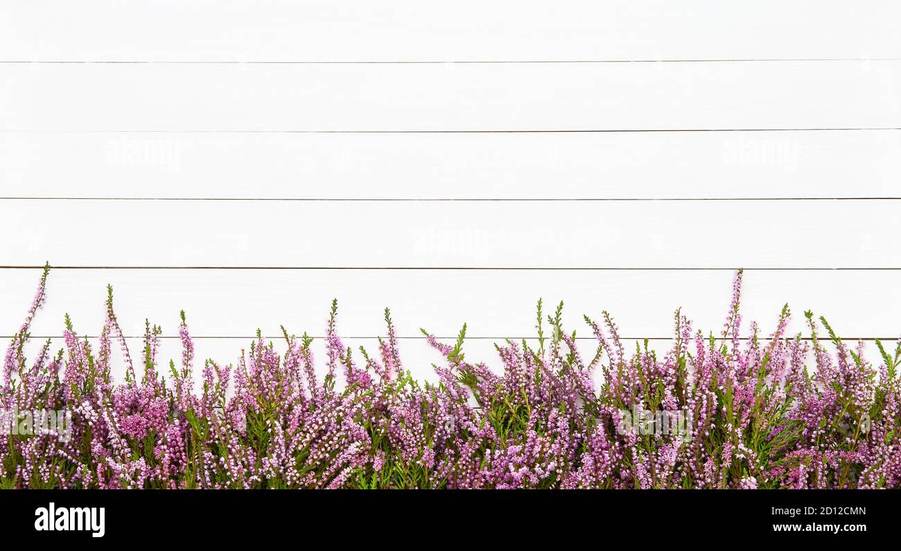 Heather Garden Border High Resolution Stock Photography and Images - Alamy