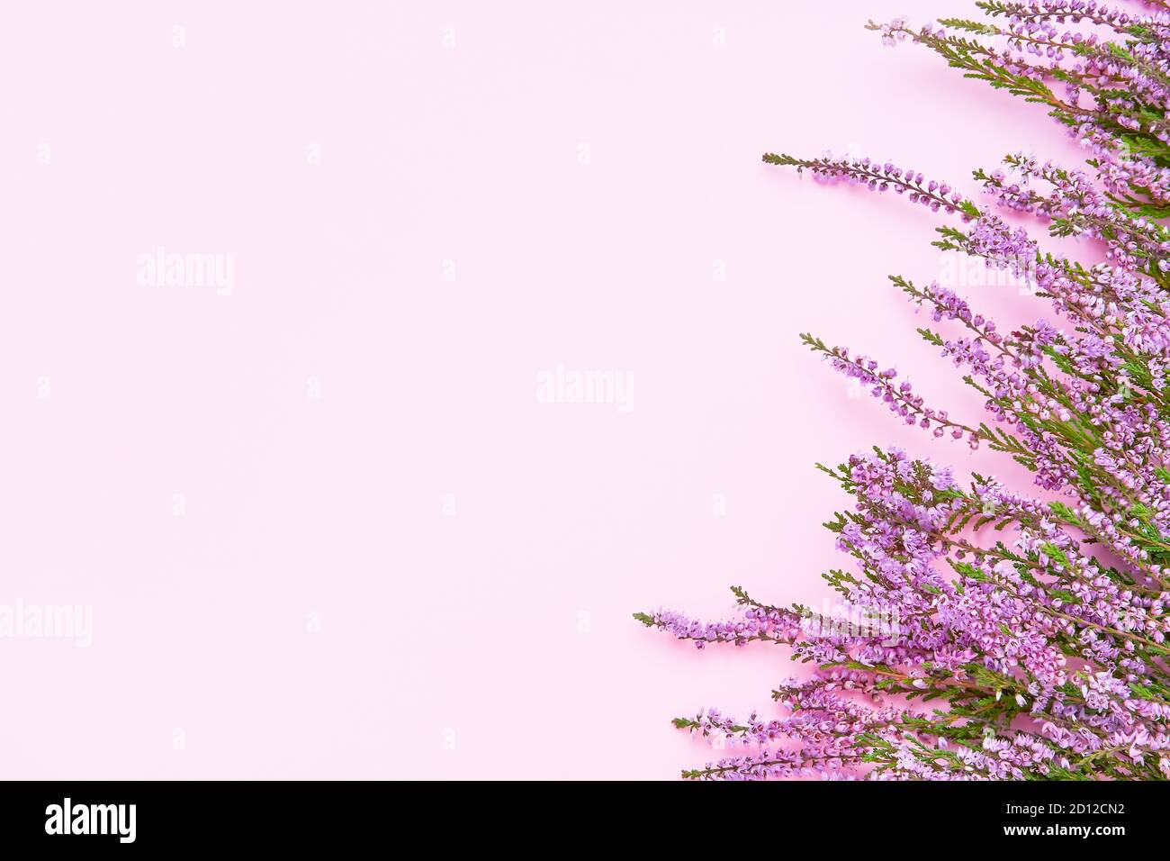 Pink Common Heather flowers border on a pink background. Copy space ...