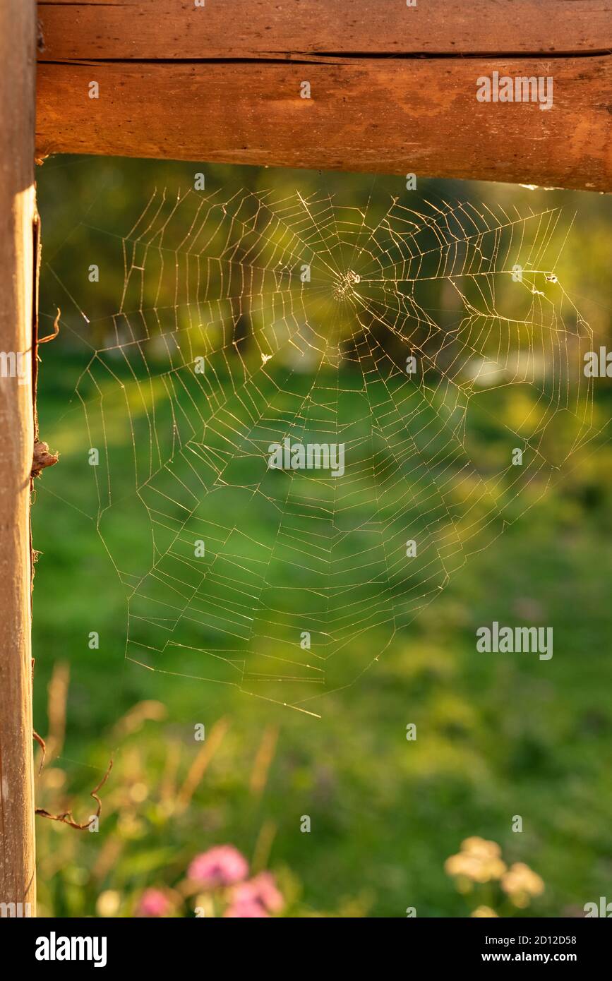 Sparkling cobweb hi-res stock photography and images - Alamy