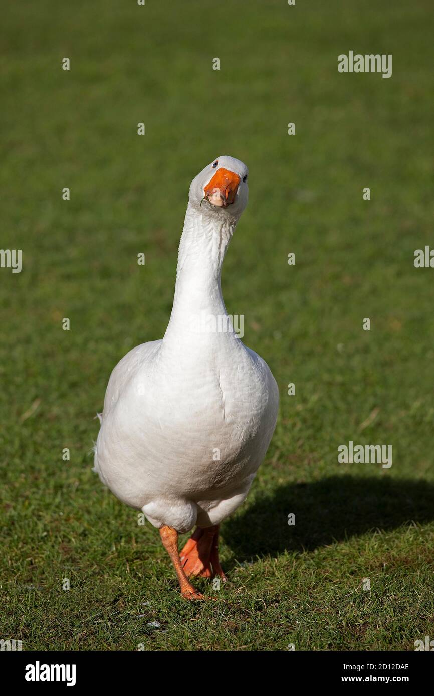 Norman Domestic Goose, a French Breed from Normandy, Male Stock Photo ...