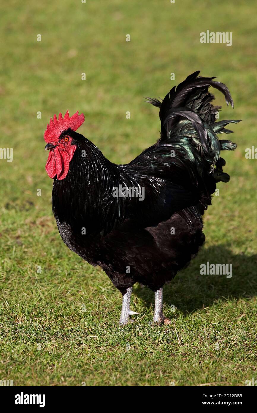 Cotentine Rooster, Domestic Chicken's Breed from Contentin, Normandy ...