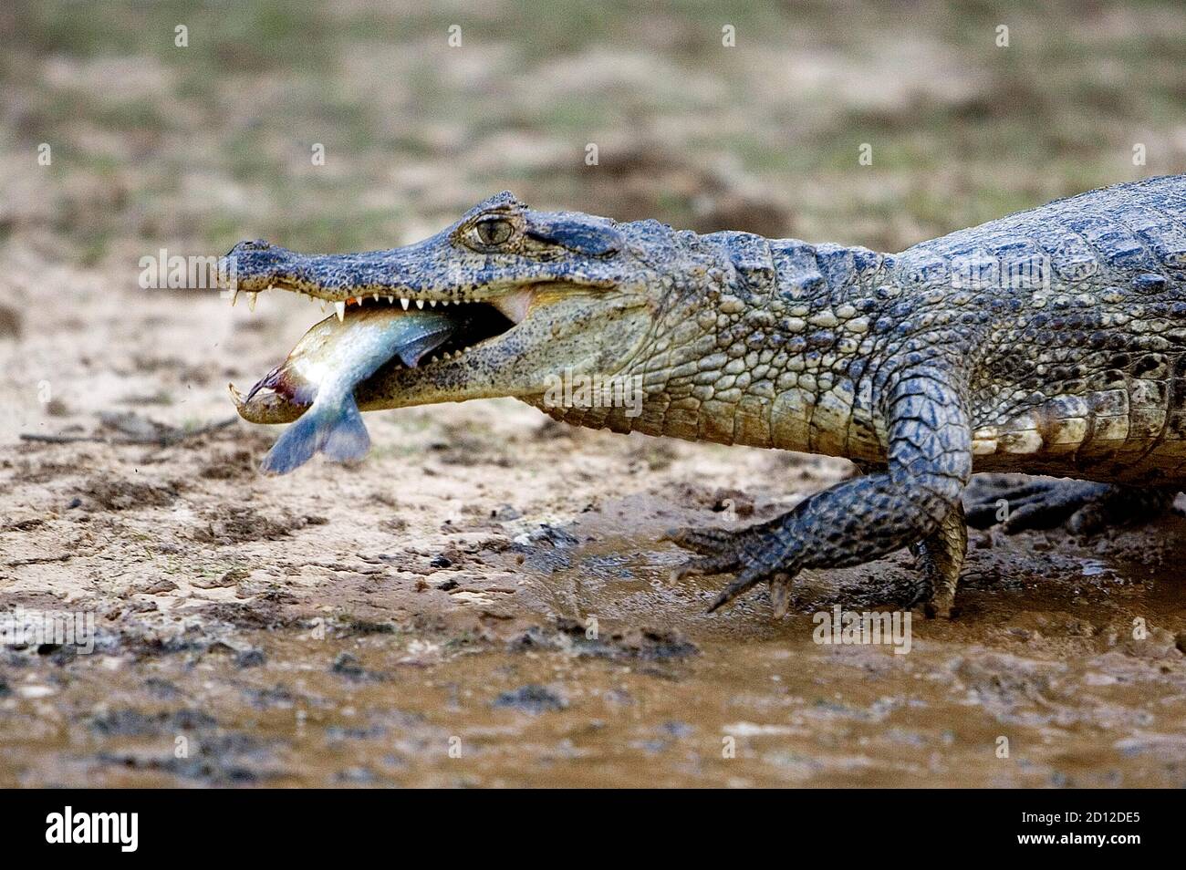 Spectacled Caiman, caiman crocodilus, Adult eating Fish, Los Lianos in ...